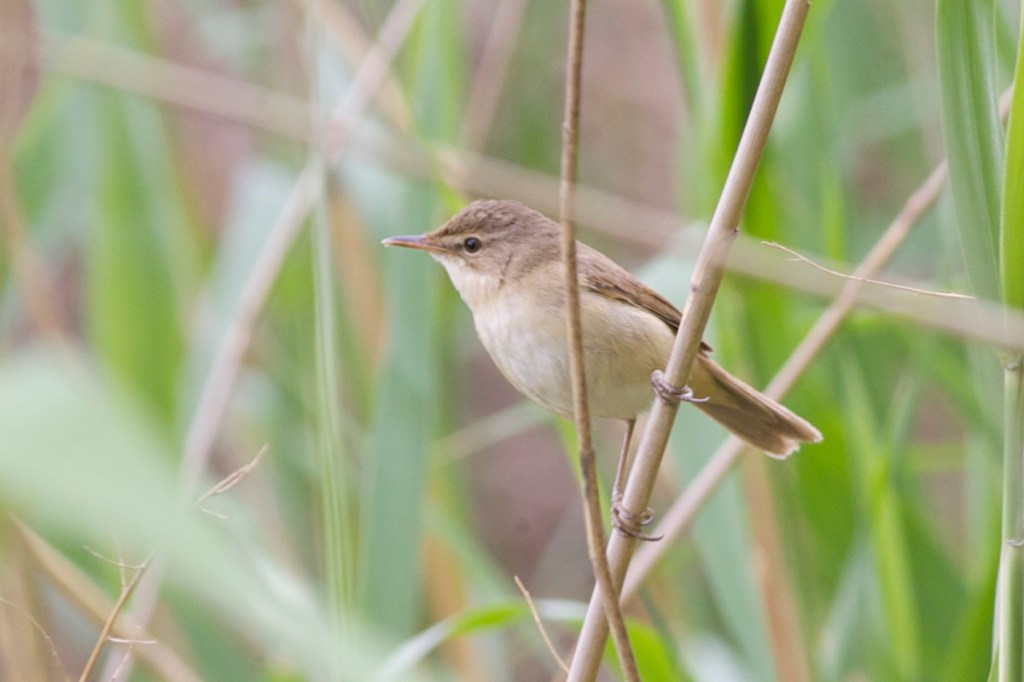 A Tale of Two Eagles – Wild Beijing 北京自然