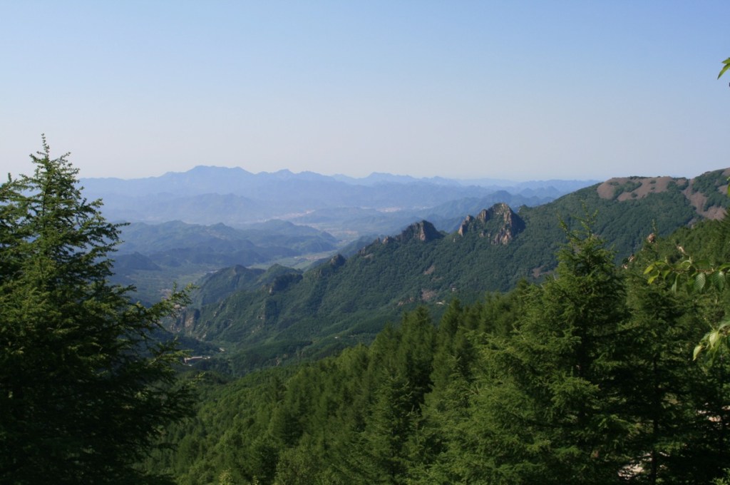 Phylloscopus frenzy – Wild Beijing 北京自然