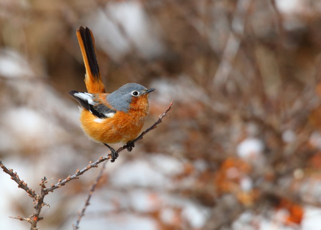 New photos of the PRZEVALSKI’S REDSTART at Lingshan – Wild Beijing 北京自然