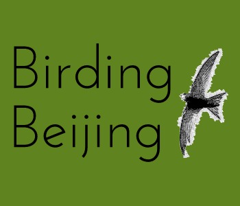 Birding Beijing logo green background square – Wild Beijing 北京自然