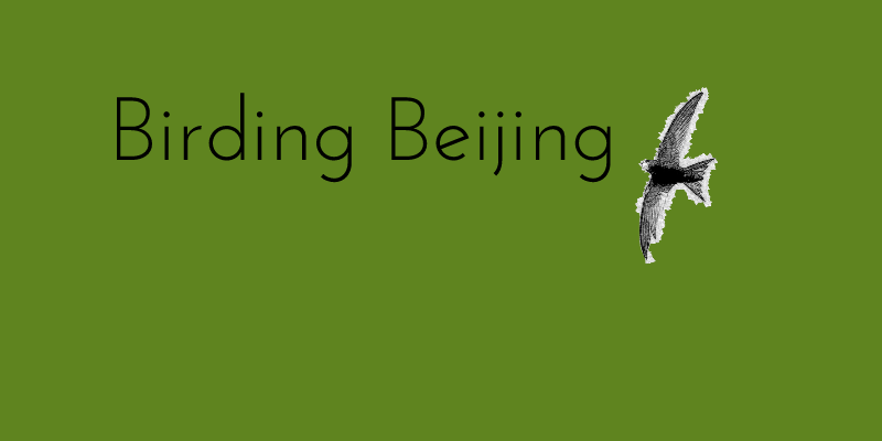 Birding Beijing logo green background – Wild Beijing 北京自然