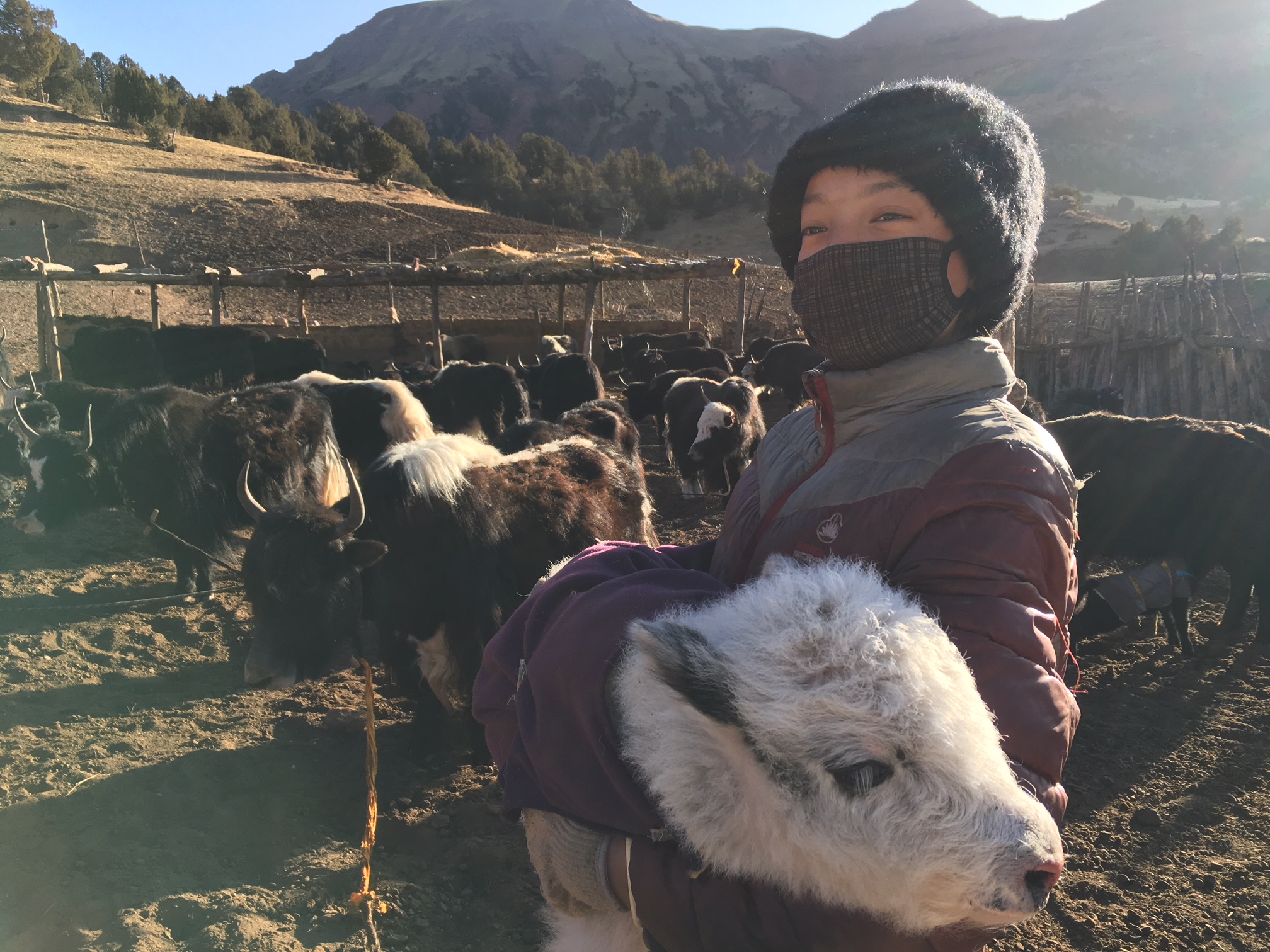 2018-04-03 Yak herder girl with calf – Wild Beijing 北京自然