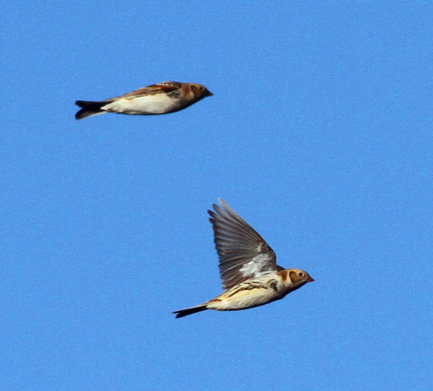 Wildlife News from Beijing up to end of 2019 – Wild Beijing 北京自然